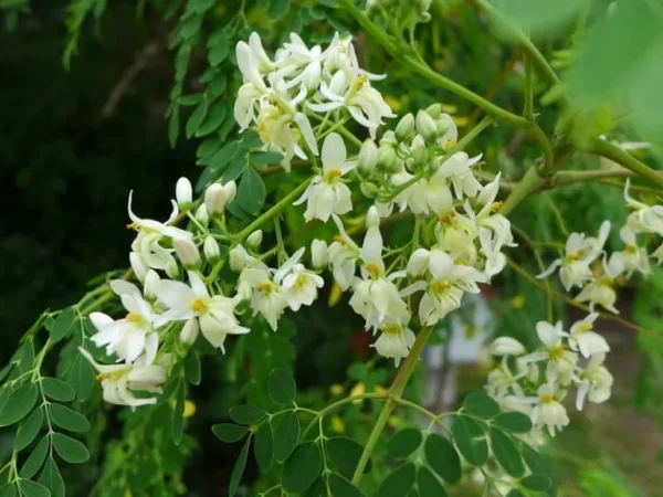 Buy Drumstick tree online at low price